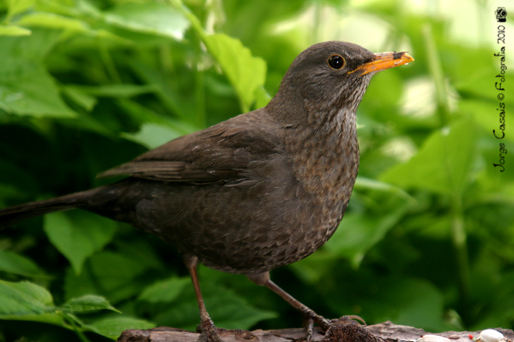 Jorge Casais - Nature & Wildlife Photography: Melro-preto (Turdus ...