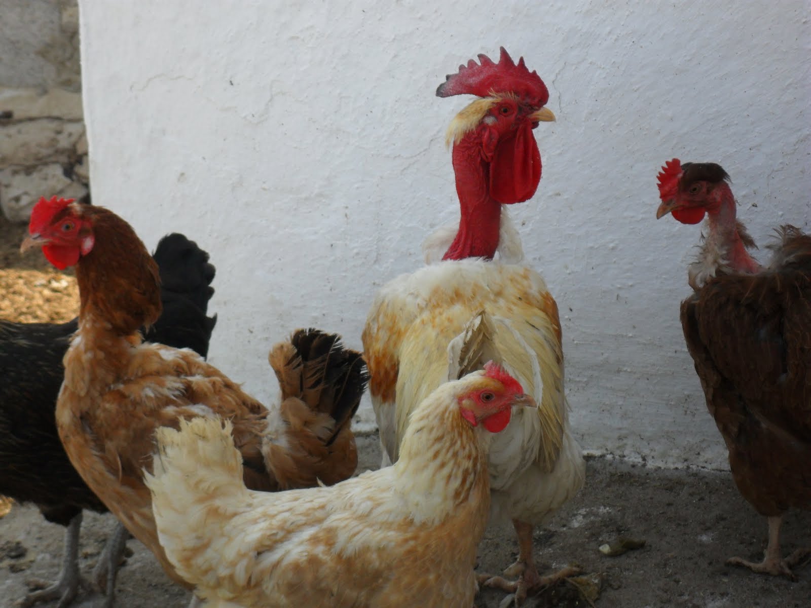 joseymariatecocinan: MUSLOS DE POLLO A LA BRASA CON ALIOLI