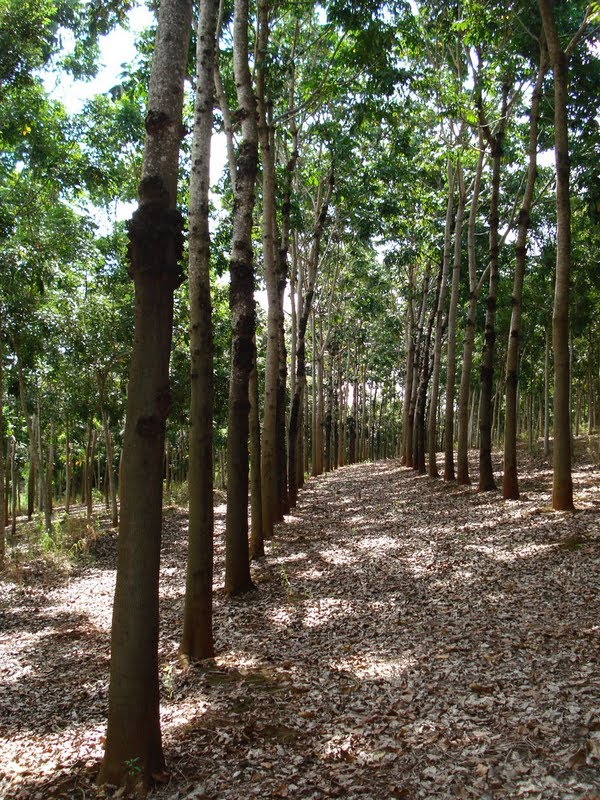 Mogno Brasileiro: A verdade sobre o Mogno africano khaya ivorensis: