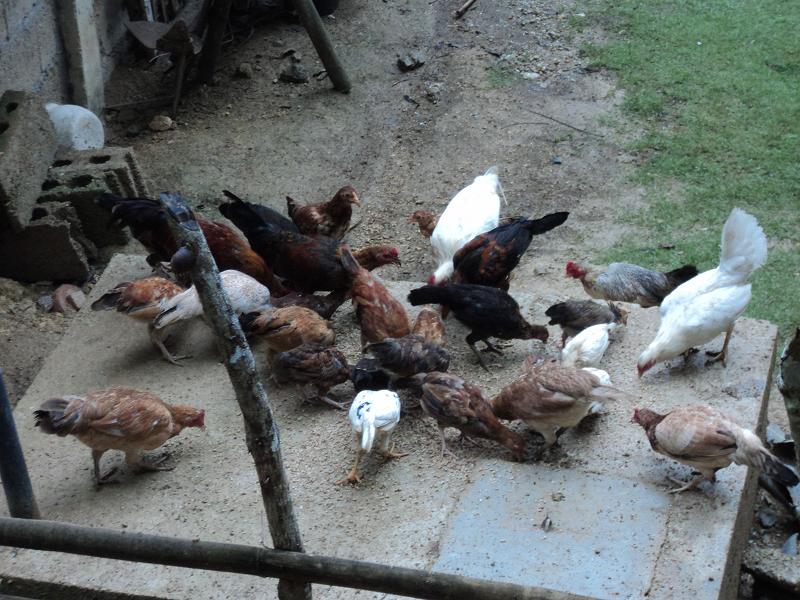 Bitz 'n Pieces of My Life: Nostalgia #11: Chickens