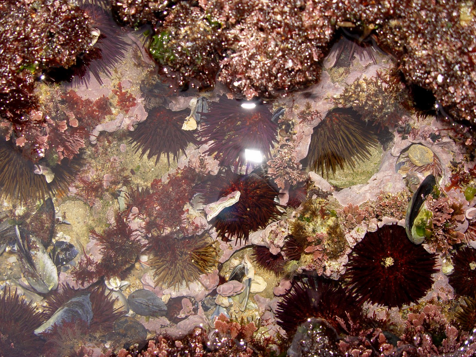 Biodivers©idade: Diversidade biológica