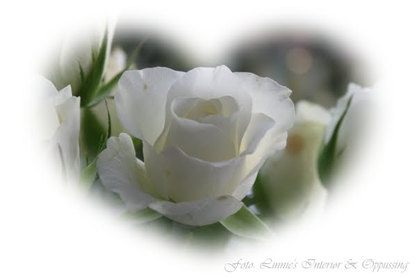 Linnie's Interiør & Oppussing: Søndag, nakne trær og hvite roser...