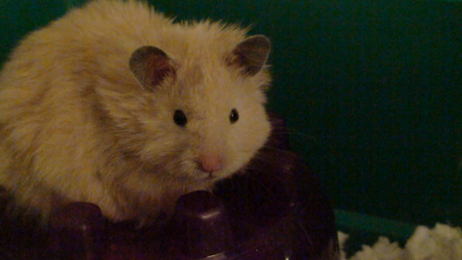 HamsterCare: Types of Hamsters