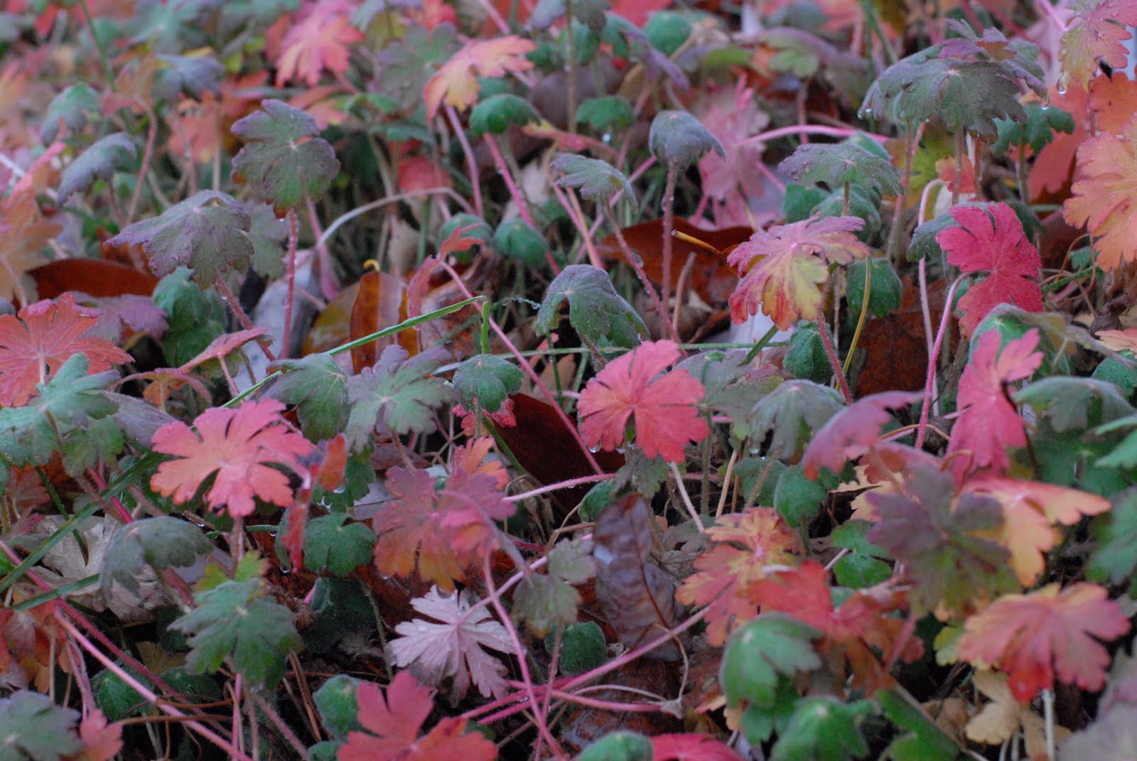 Annie's Gardening Corner: Big Root Geranium