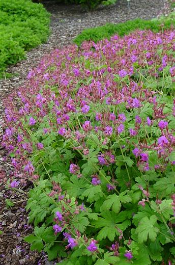 Annie's Gardening Corner: Big Root Geranium