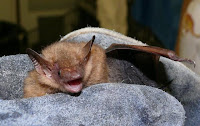 Chirp & Chatter: Bat Family In Rehab