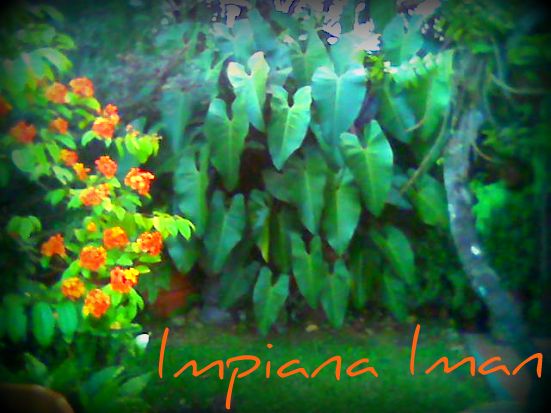 Impiana Iman: Kaktus ke... Setawar?