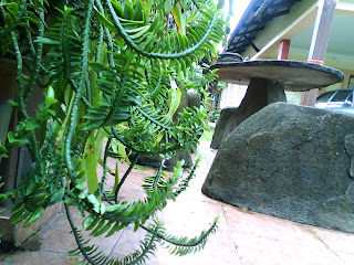 Impiana Iman: Pokok Macam Lipan