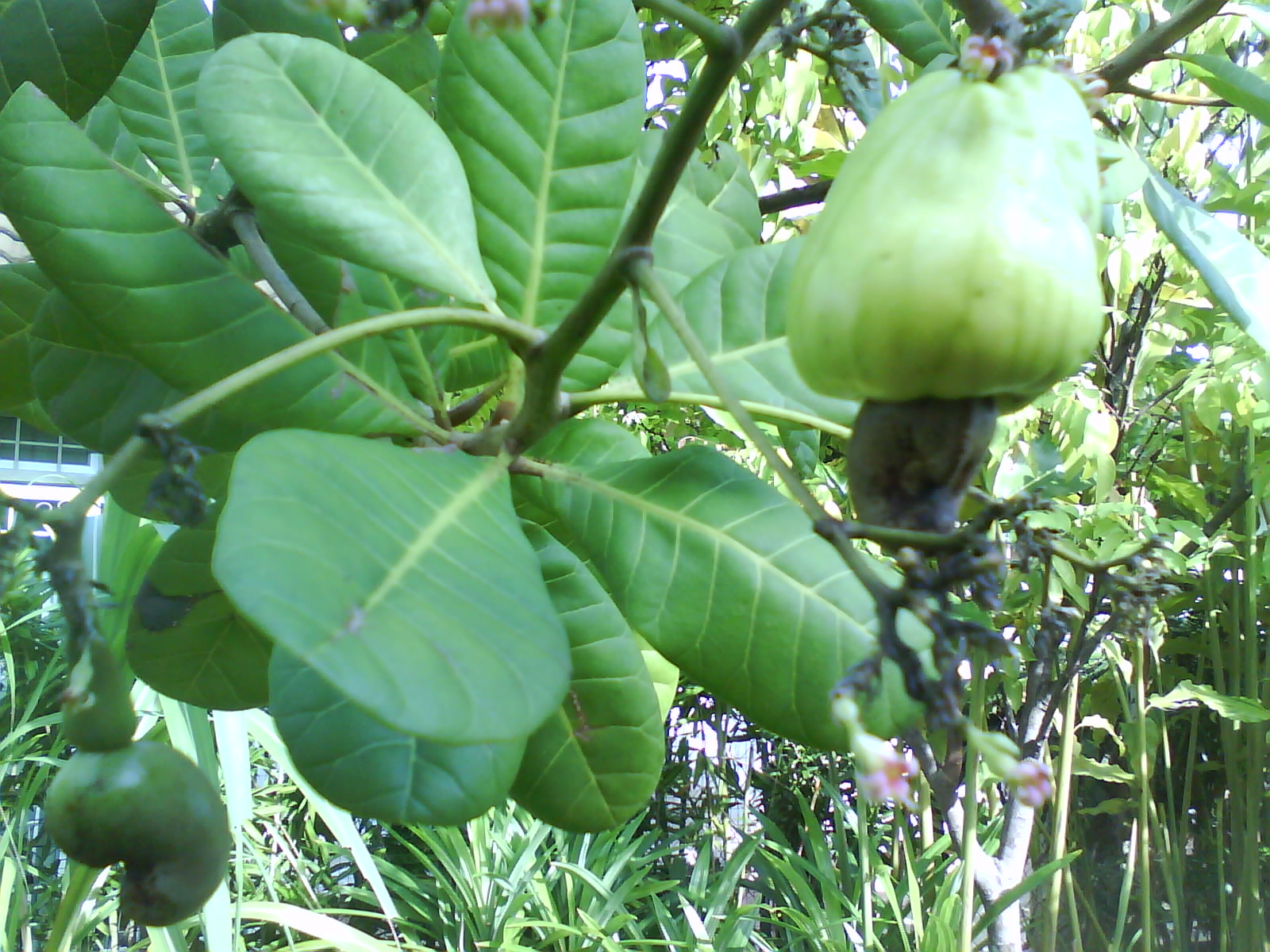 Impiana Iman: Kenangan Buah Gajus