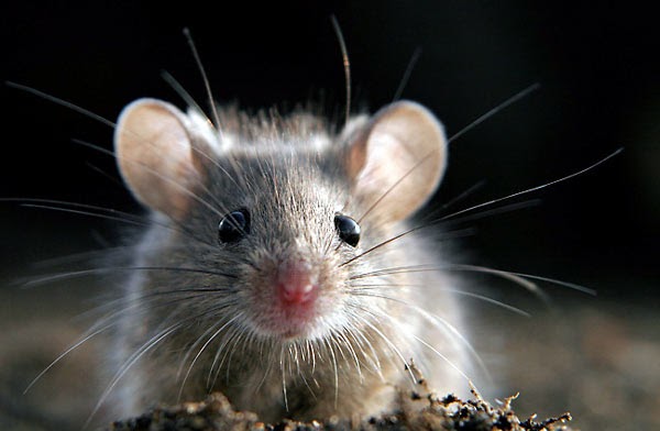Zwierzęta: Mysz
