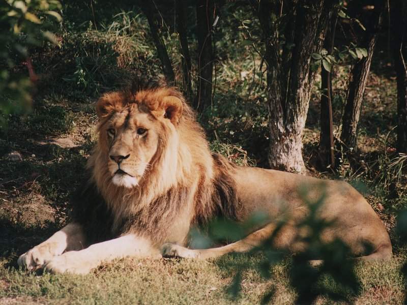 Zwierzęta: Lew