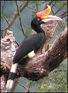 Enggang badak ato Rhinoceros hornbill (Buceros rhinoceros) ~ Reynaz