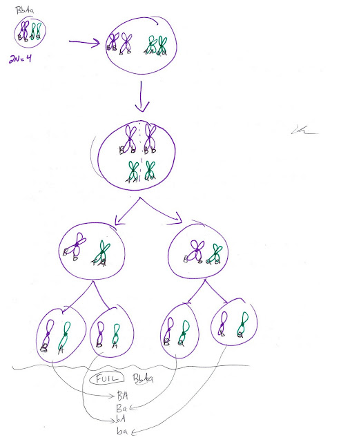 Mrs. Stein's 3rd Period STS Biology: Connection between Meiosis and ...