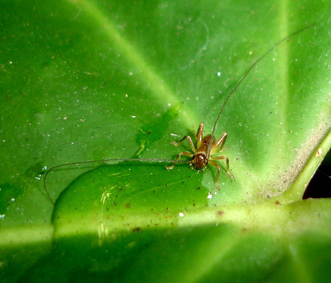 Insects of Kerala: PRAYING MANTIS EGG