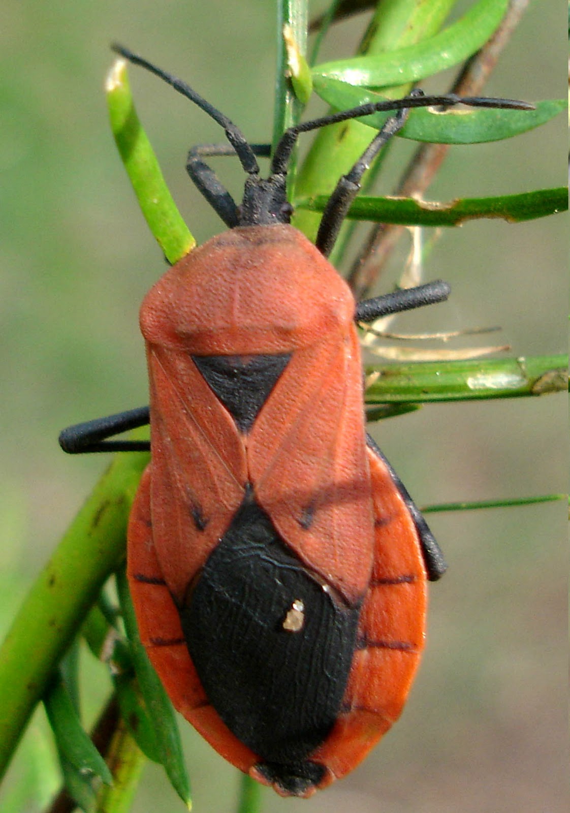 Insects of Kerala: ASSASSIN BUG