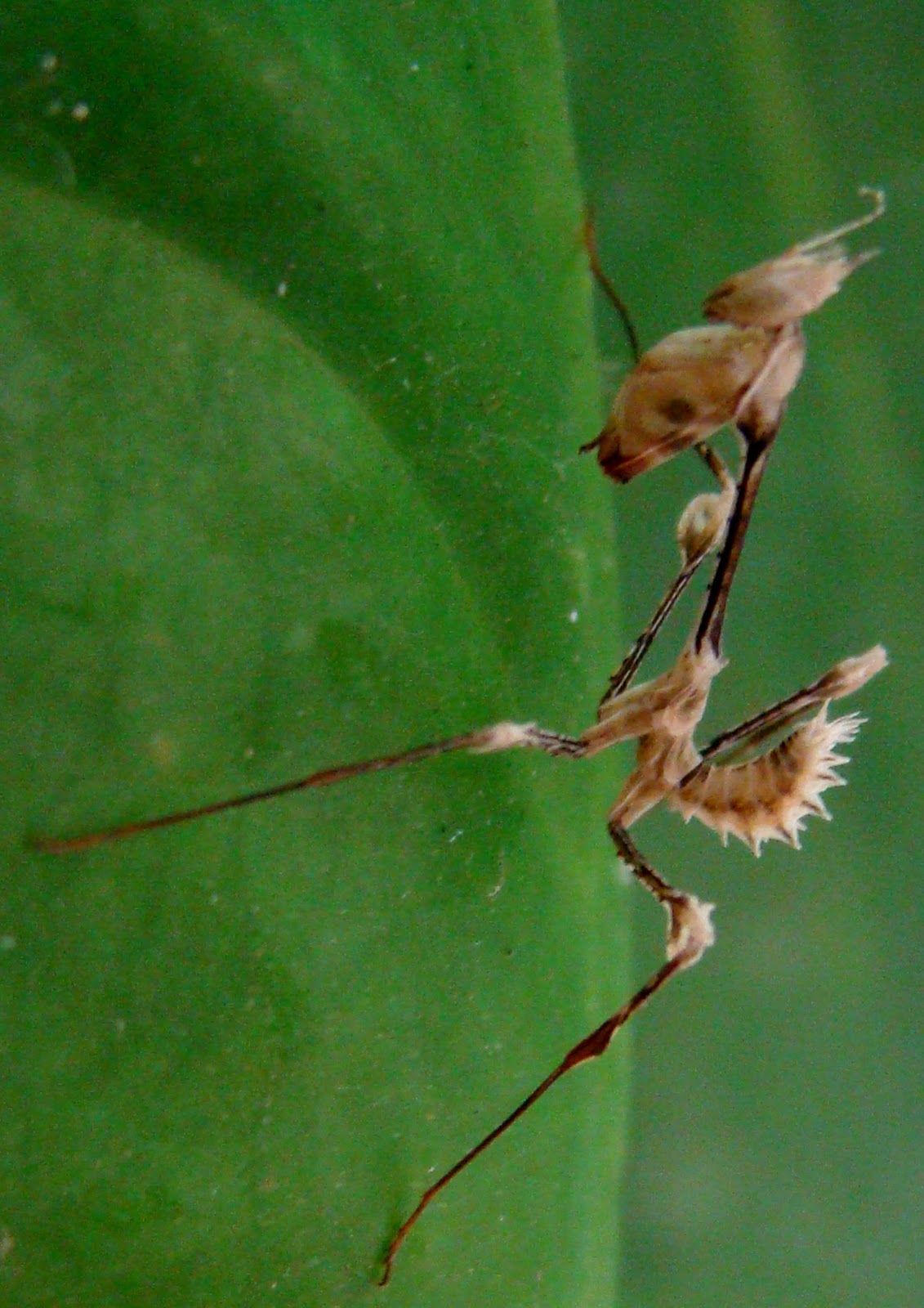 Insects of Kerala: PRAYING MANTIS-2