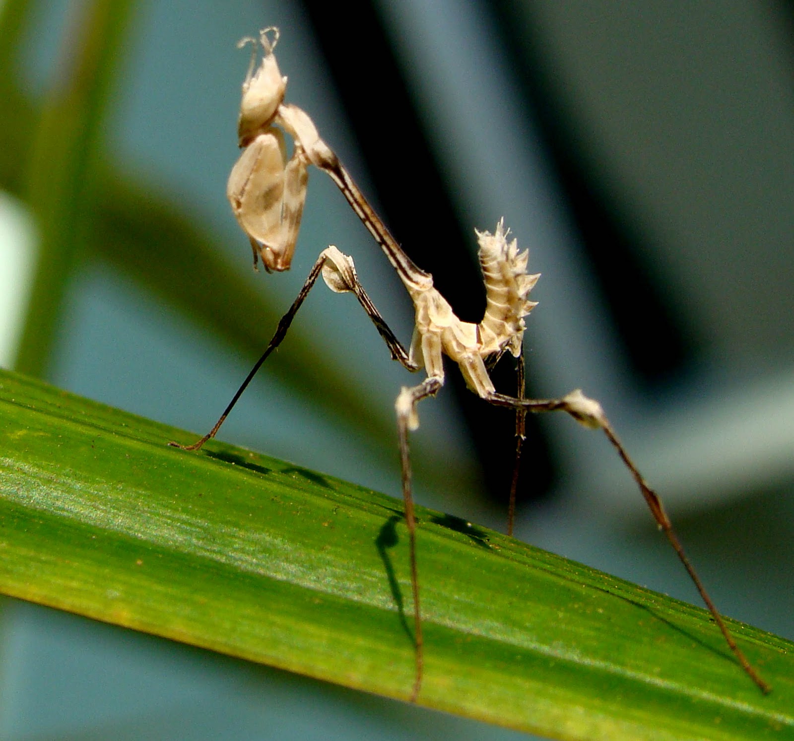 Insects of Kerala: PRAYING MANTIS-2