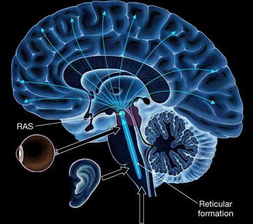 i trust, i can: BRAIN BASED SUCCESS FORMULA - OUR RETICULAR ACTIVATING ...