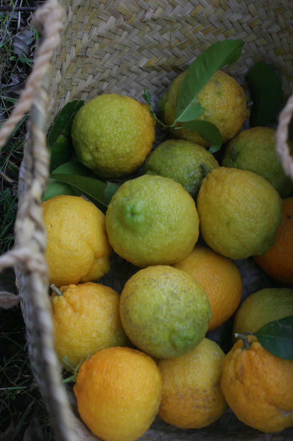 Potato Bug: Bush lemon cordial and butter
