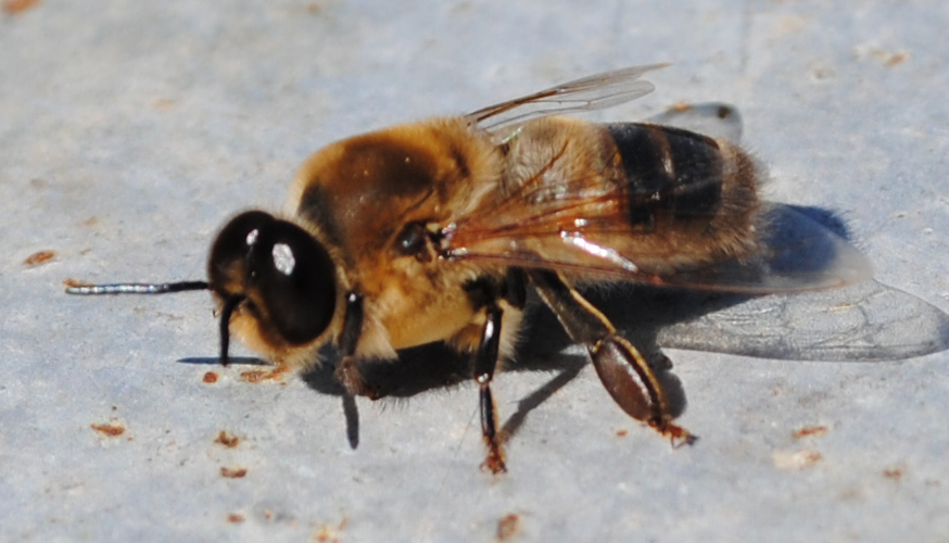via appia: La primavera y las abejas.