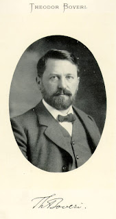 Artigos Ser Bio: Theodor Heinrich Boveri