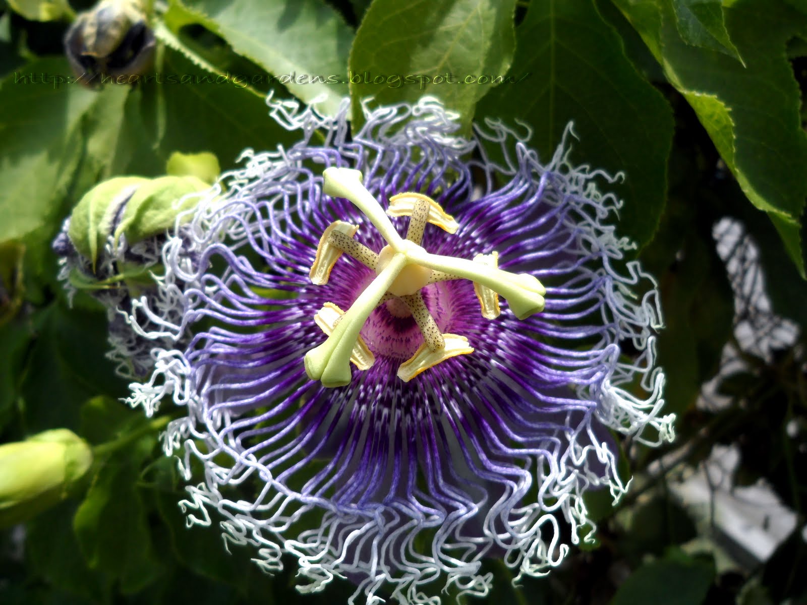 Heart's Garden: Breathtaking Passiflora