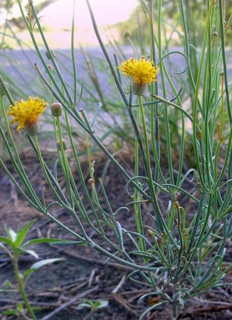 Nature Abhors a Garden: Hopi Tea