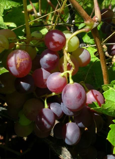 Nature Abhors a Garden: Ruby Seedless Grape