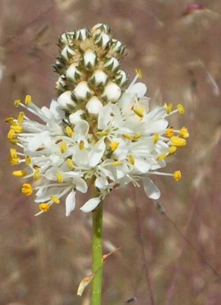 Nature Abhors a Garden: White Prairie Clover