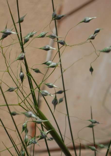Nature Abhors a Garden: Rice Grass