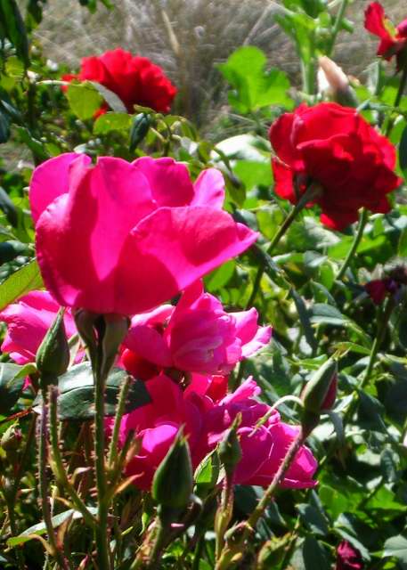 Nature Abhors a Garden: Fall Roses