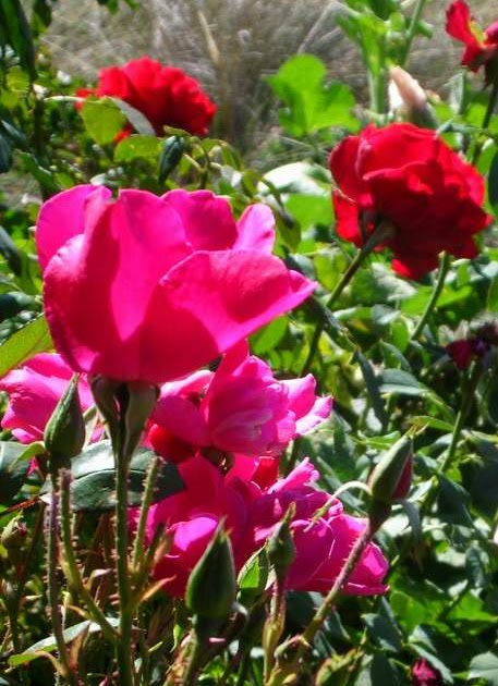 Nature Abhors a Garden: Fall Roses