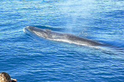 Cetáceos de las Islas Canarias: Rorcual Tropical ó Rorcual de Bryde ...
