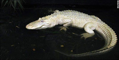 Look at it: white crocodile