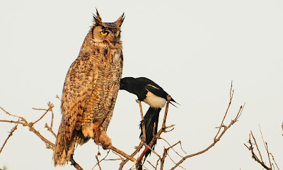 Wyoming Photos: Owl and Magpie