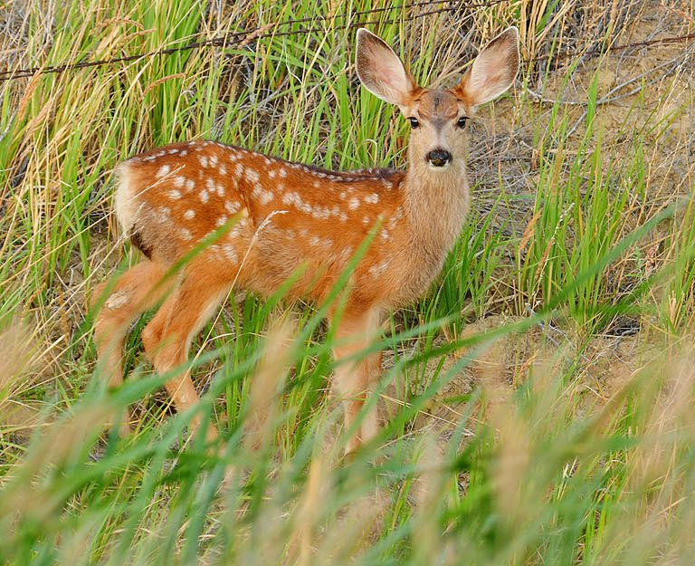 Wyoming Photos: Mule Deer Fawn