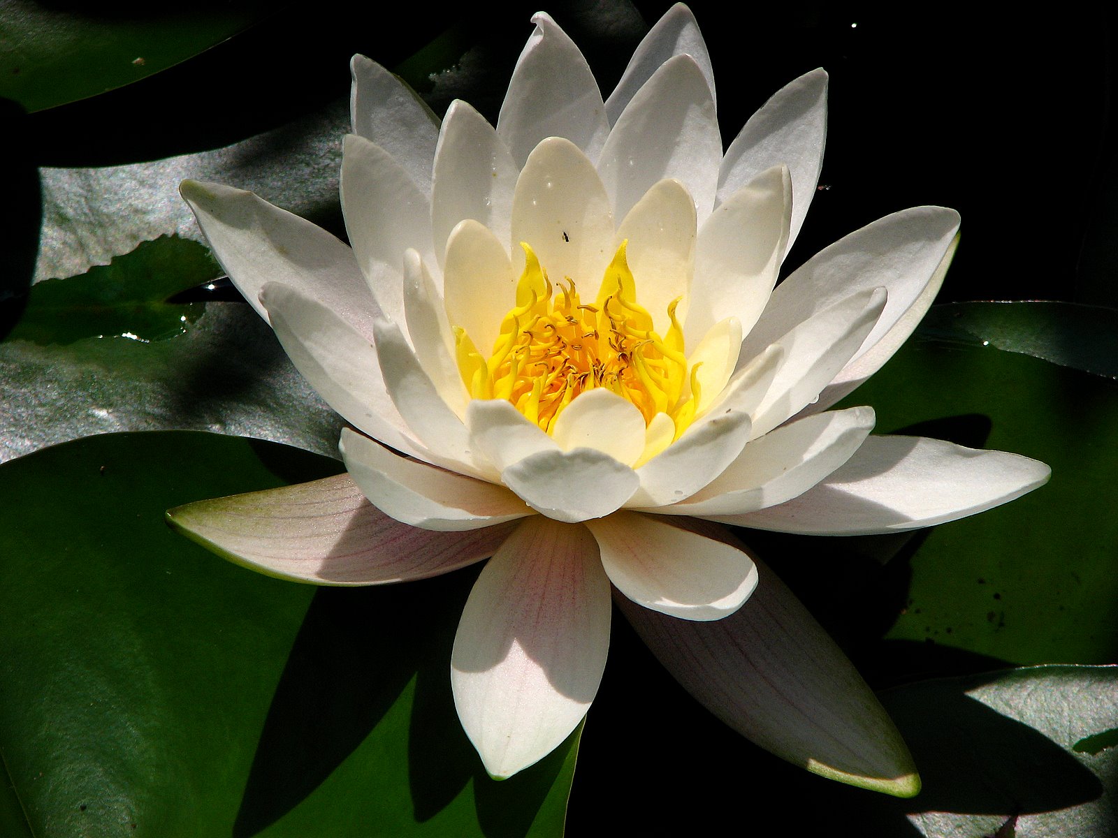 ŠUŠIfoto: Lokvanji