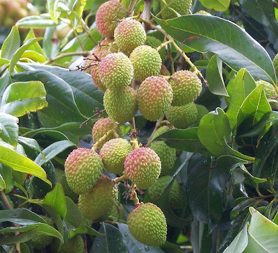 South African Photographs: How it grows - litchi / lychee