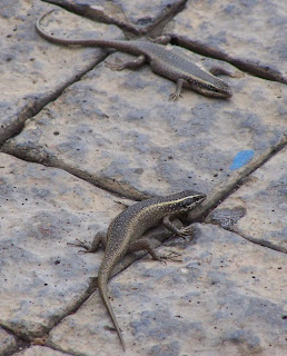South African Photographs: Lizard mating dance - Speckled Rock Skink ...
