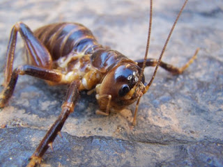 South African Photographs: King Cricket (Libanasidus vittatus) Family ...