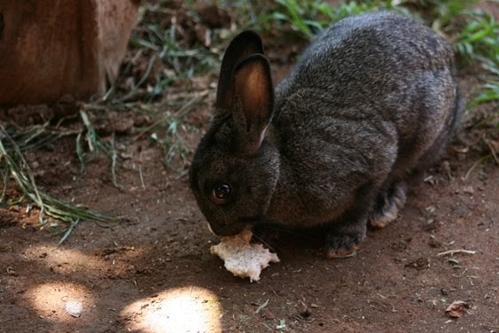 South African Photographs: Rabbit or hare?