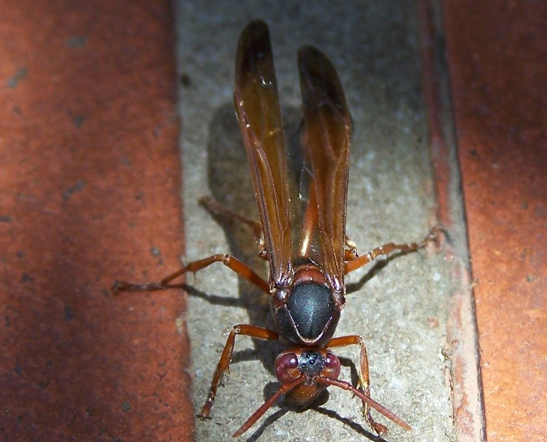 South African Photographs: Wasps