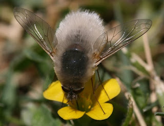 South African Photographs: Wooly Bee Fly (Systoechus) Bombyliidae