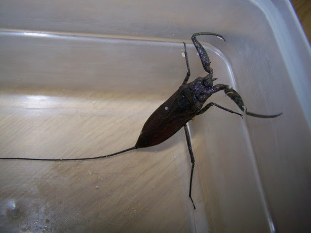 South African Photographs: A different kind of water scorpion ...