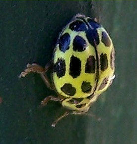 South African Photographs: Interesting facts about Ladybugs - Part 1