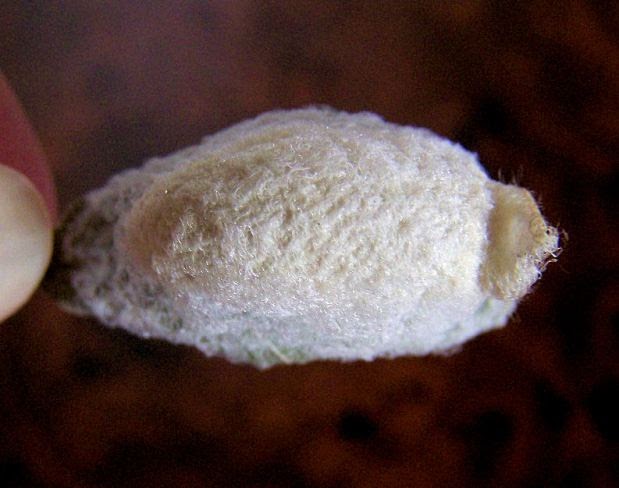 South African Photographs: I found this cocoon..... Ocinara Species ...