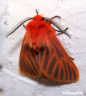 South African Photographs: A beautiful red moth