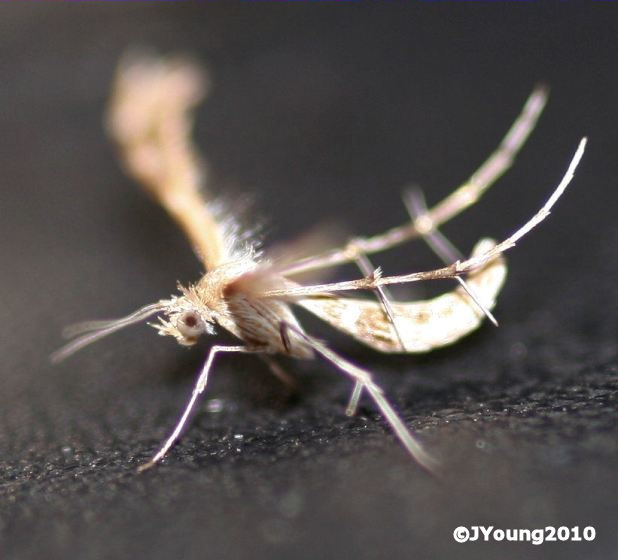 South African Photographs: Very tiny moth - Orange Plume Moth ...