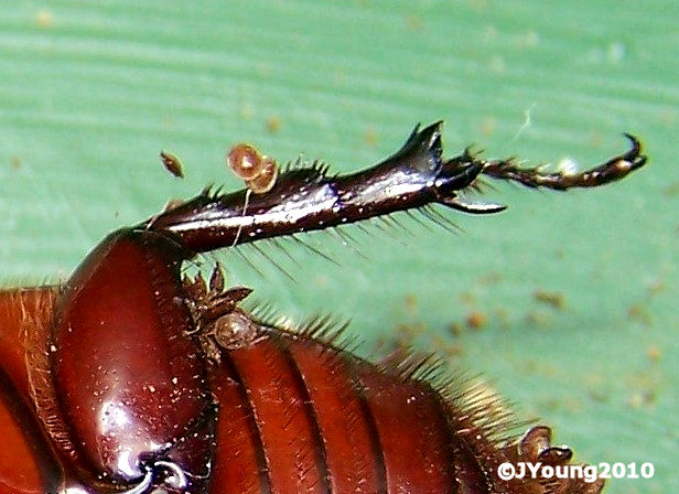 South African Photographs: Rhino beetle and mites