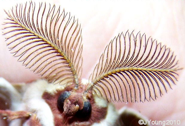 South African Photographs: Insect antennae